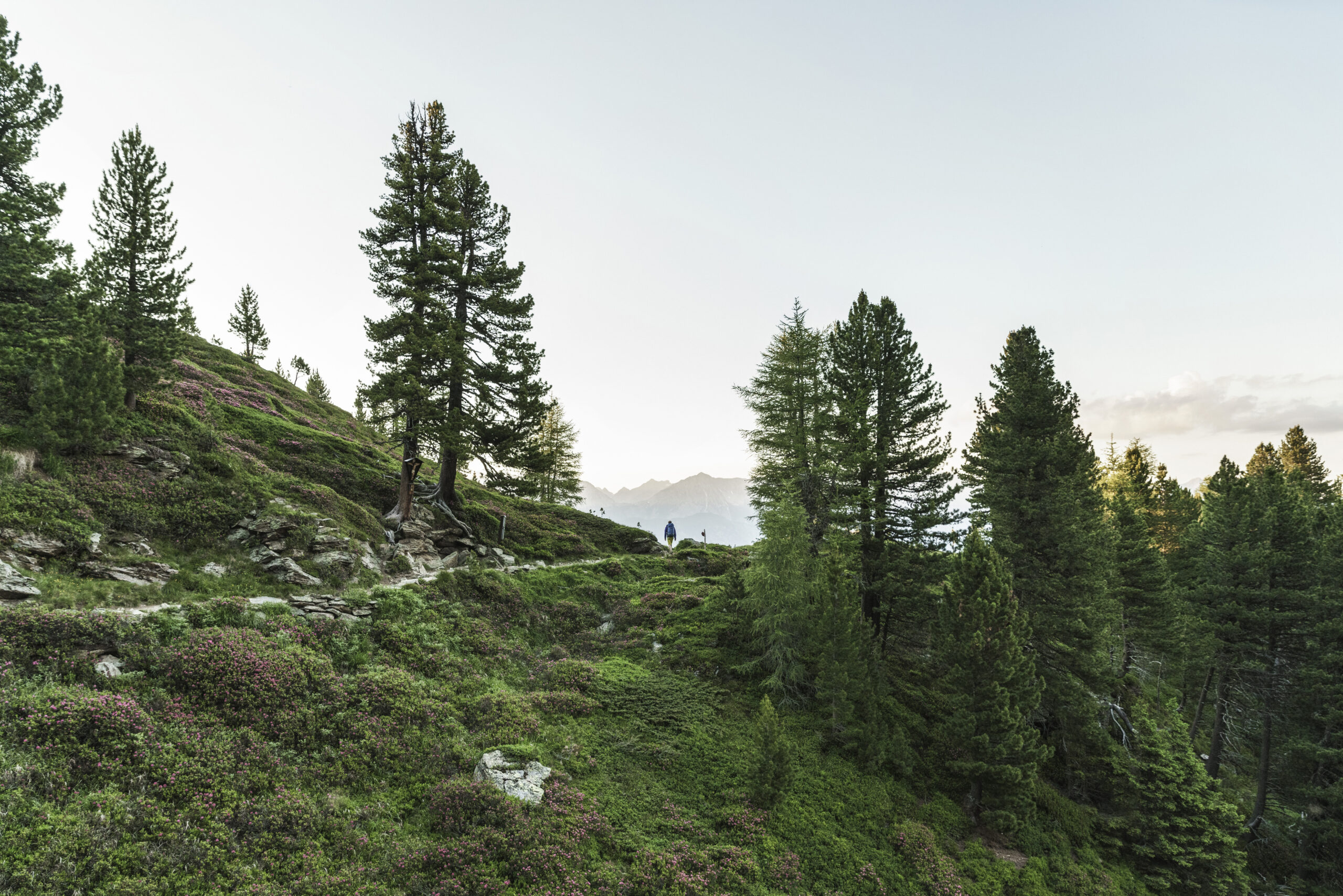 Tulfes, Inntaler Höhenweg, Zirbenweg - Presse.Tirol