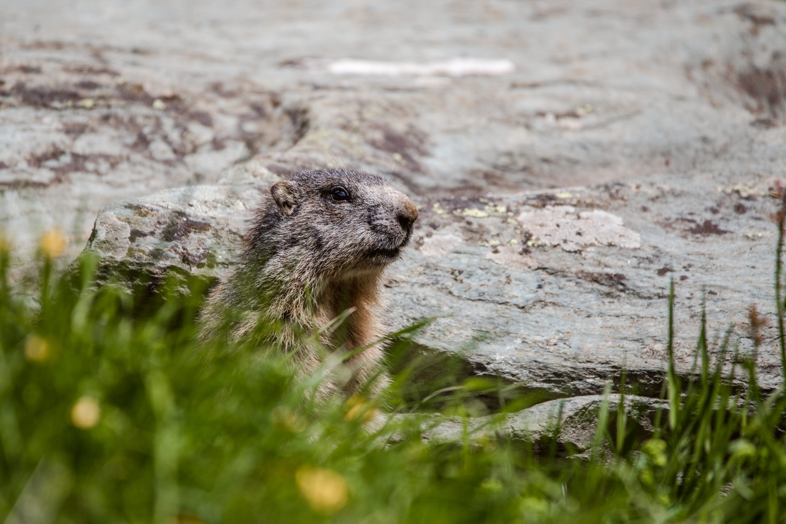 Murmeltier_cNationalparkHoheTauern_Hannah_Assil_u_Michael_Kastl_1 ...