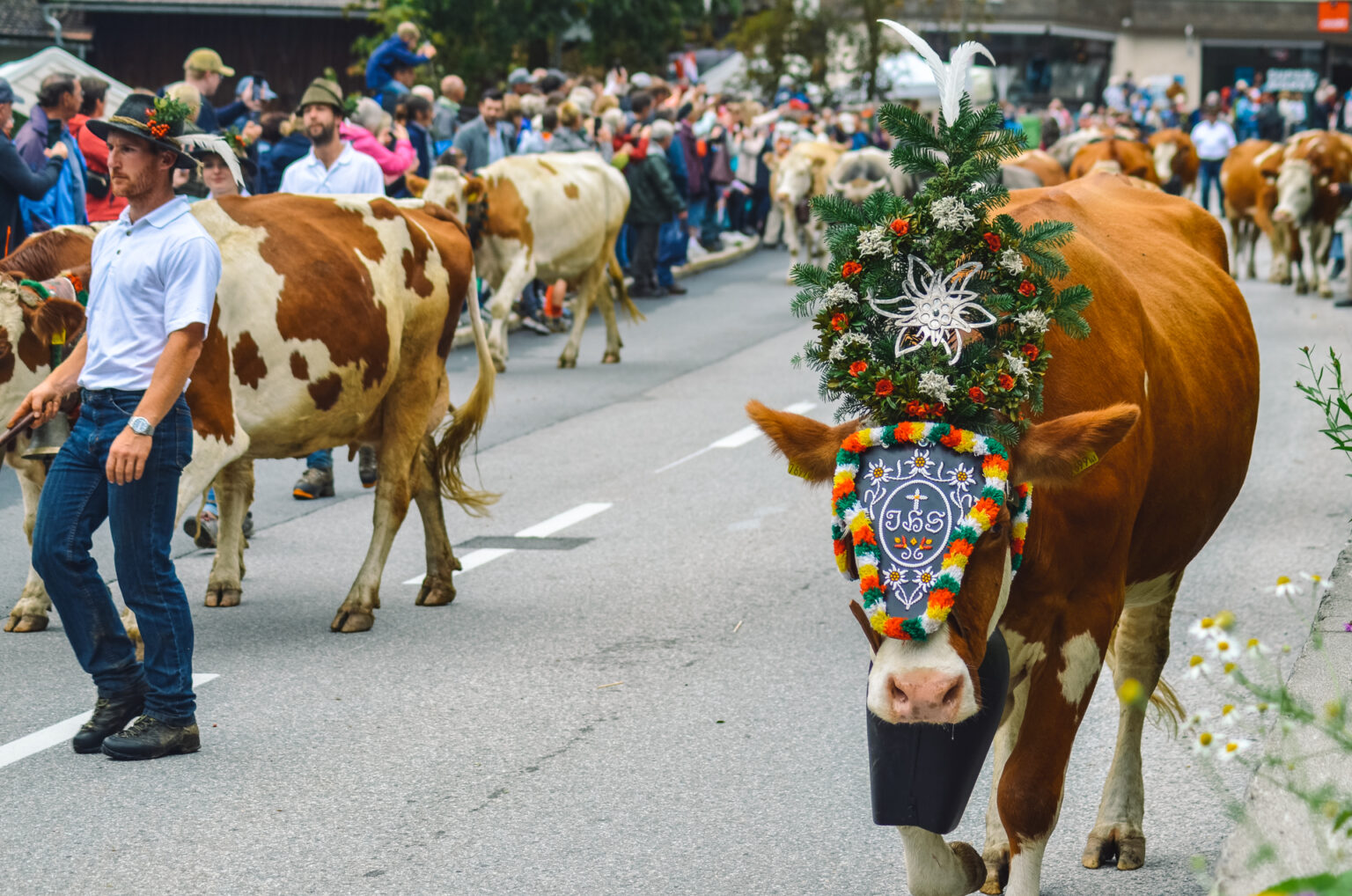 Traditioneller Almabtrieb in Jerzens 2024 - Presse.Tirol