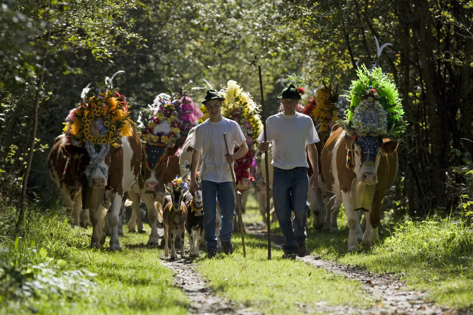 Alpine Tradition im Herzen: Der Almabtrieb im Zillertal - Presse.Tirol