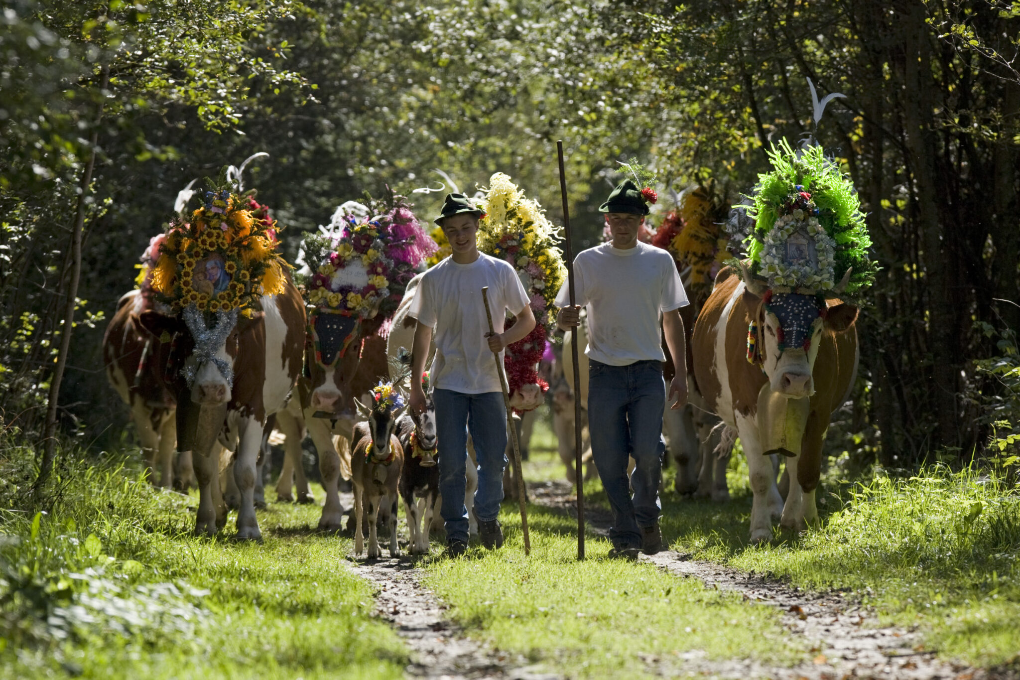 Alpine Tradition im Herzen: Der Almabtrieb im Zillertal - Presse.Tirol